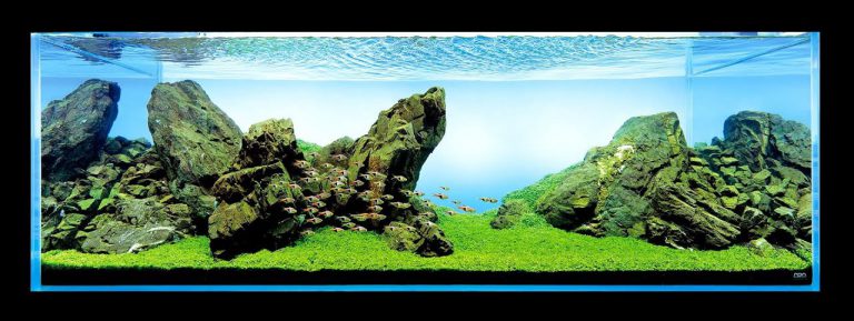 Hemianthus callitrichoides (HC Cuba) Aquarium Plant – An Aquascaper’s ...