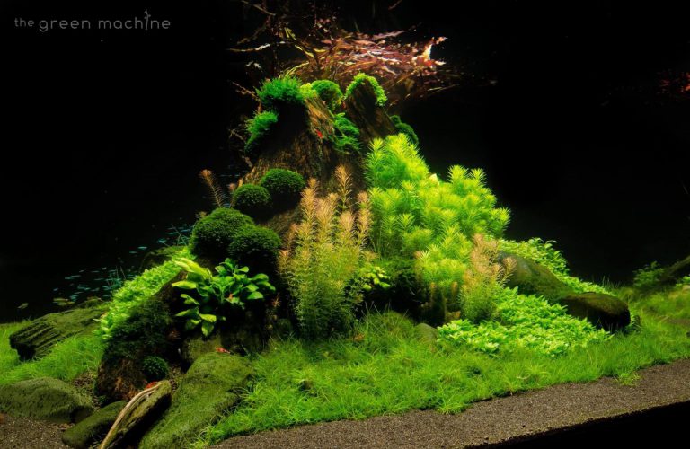 Hemianthus callitrichoides (HC Cuba) Aquarium Plant – An Aquascaper’s ...