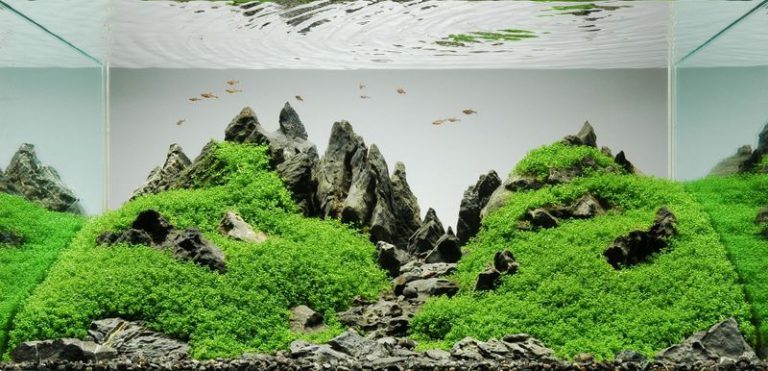 Aquascaping Rocks: Planted Aquarium Hardscape Essentials Part 2 ...