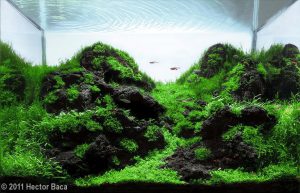 Aquascaping Rocks: Planted Aquarium Hardscape Essentials Part 2 ...