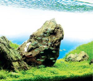 Aquascaping Rocks: Planted Aquarium Hardscape Essentials Part 2 ...