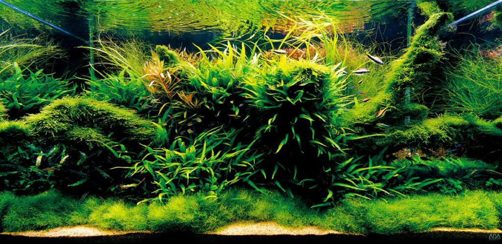 Home - Aquascaping Love